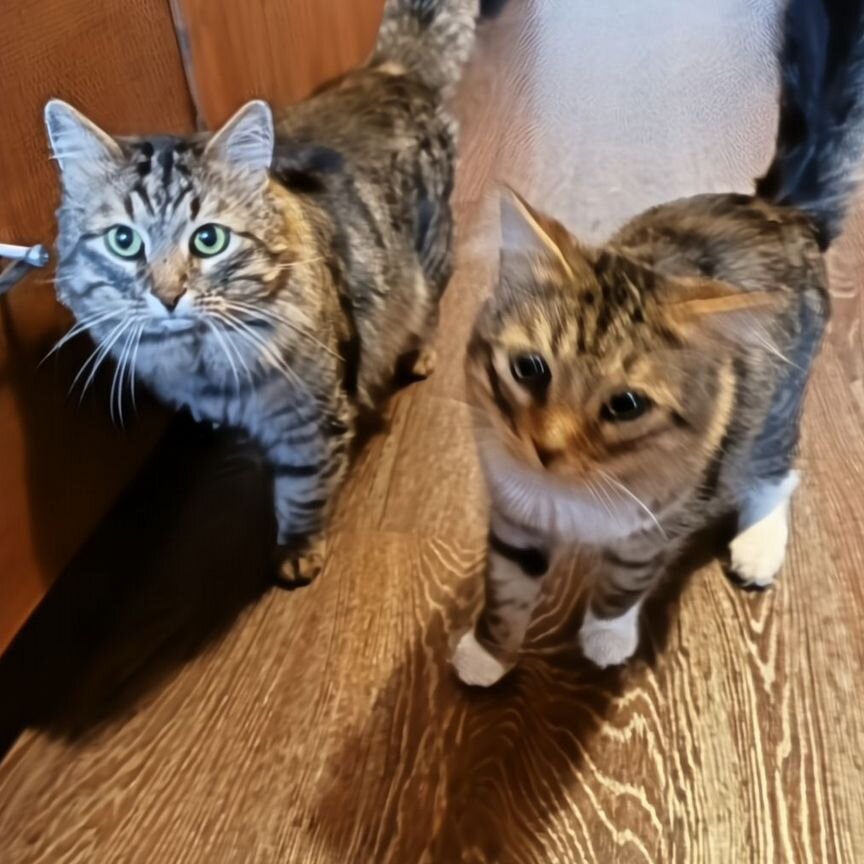 Взрослый кот в добрые руки