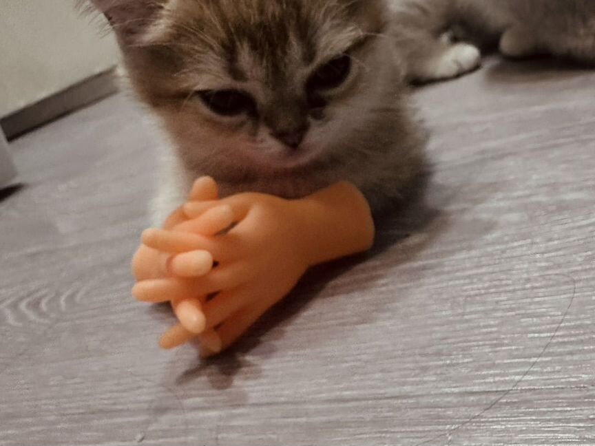 Котята шиншиллы