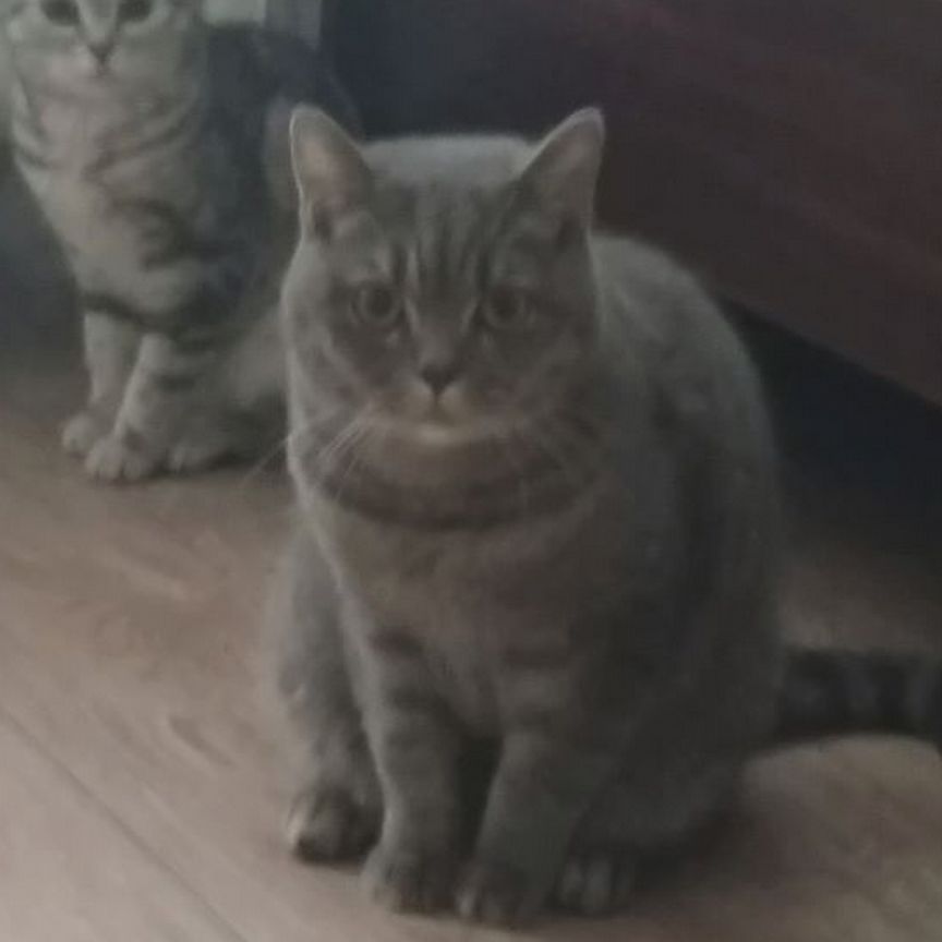 Шотландский прямоухий длинношёрстный котёнок