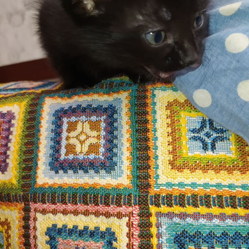 Котенок, мальчик, доставка