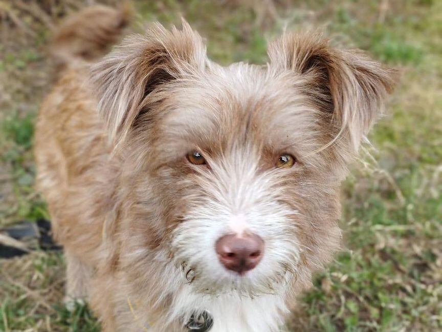 Всего 12 кг бородатого счастья ждут семью