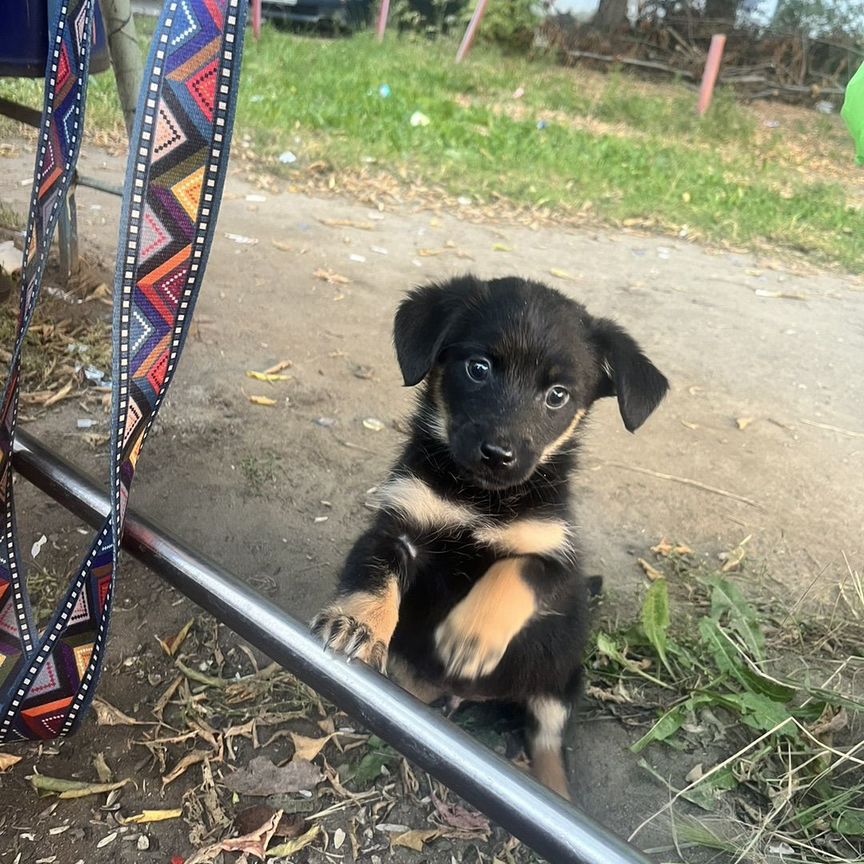 Отдам в добрын руки