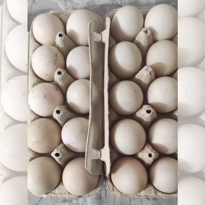 Яйцо индоутки на инкубацию