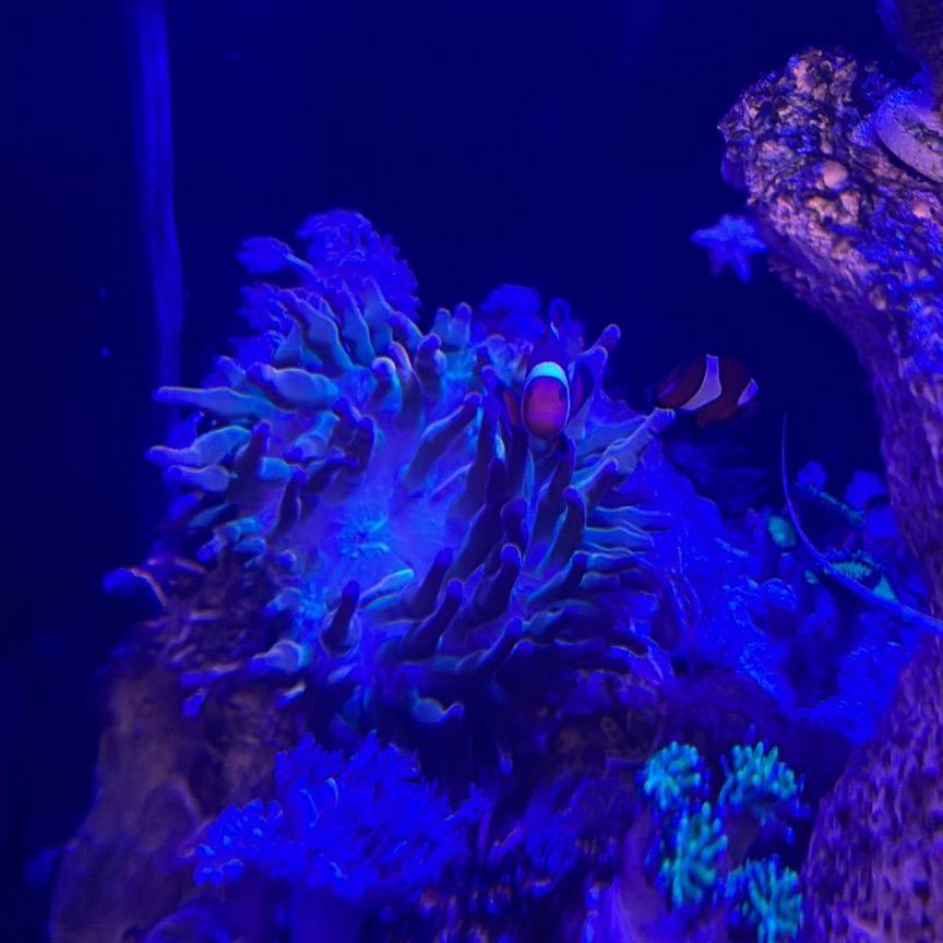 Актиния квадриколор