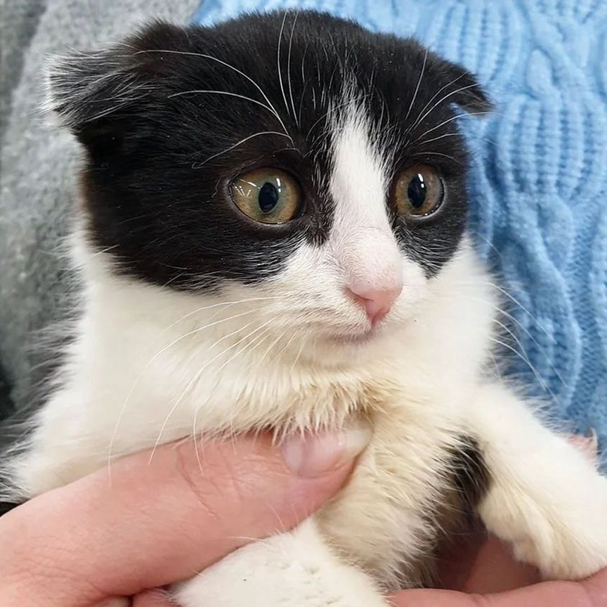 Котята метисы шотландской