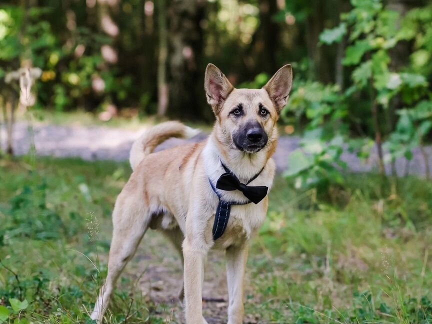 Собака в добрые руки