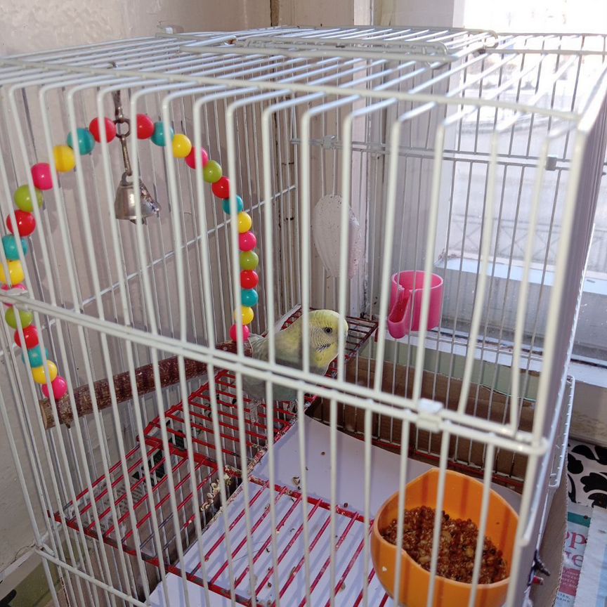 Продаю попугайчика не болеет здоров