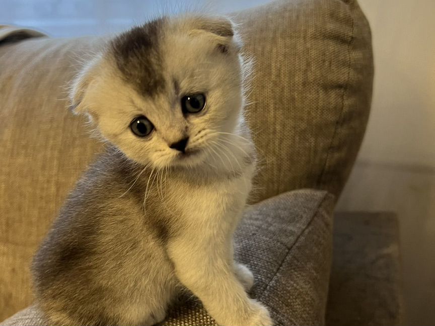 Британские котята