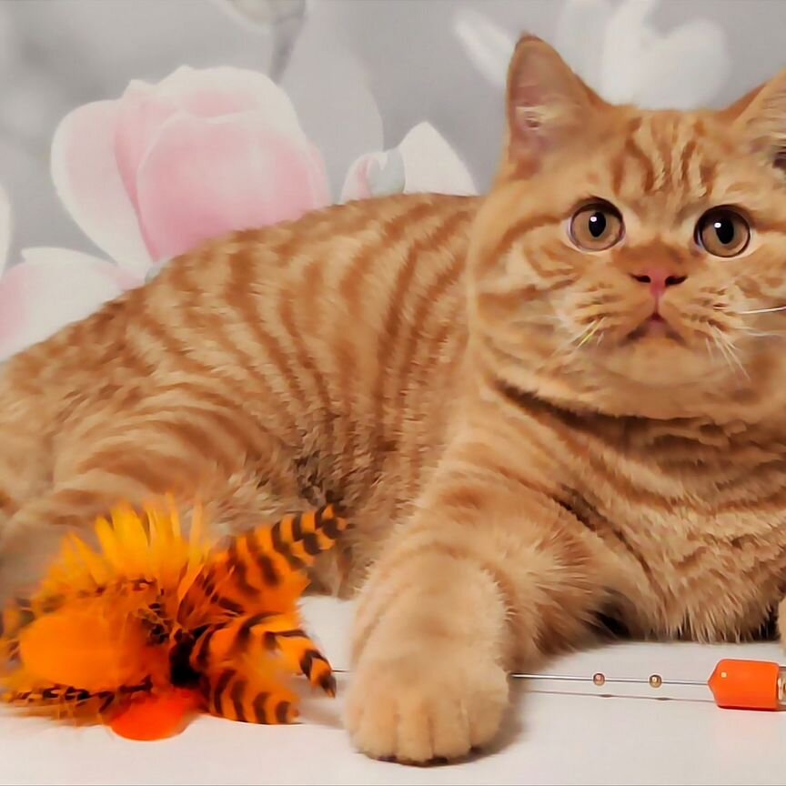 Яркий Британский мандаринчик 6 мес