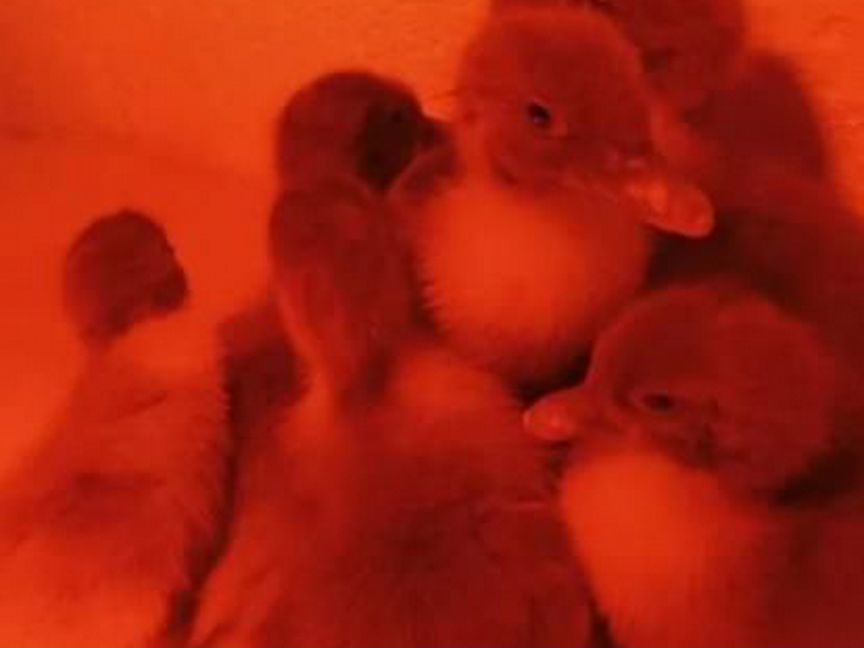 Недельные индоутята