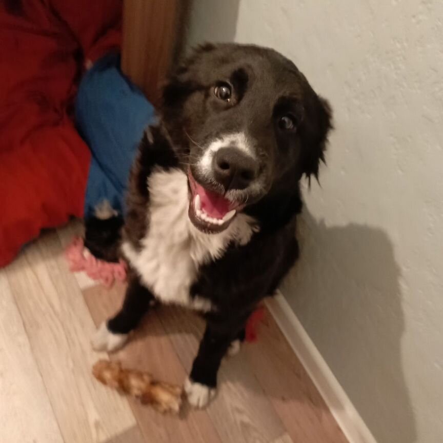 Милка ищет дом