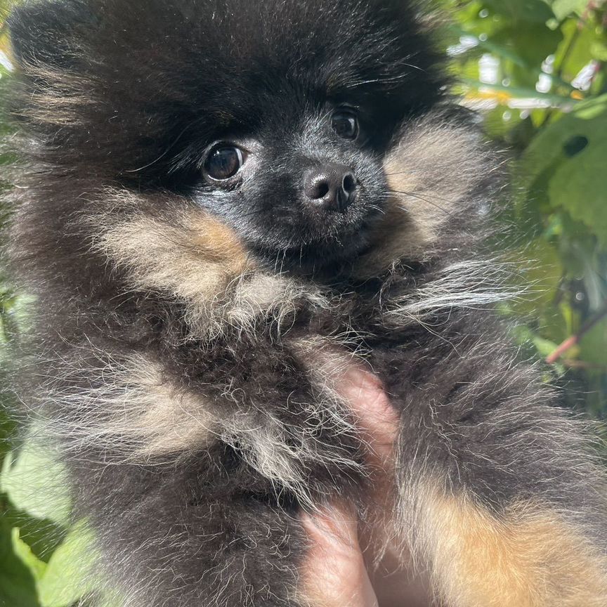 Малышка померанка мини