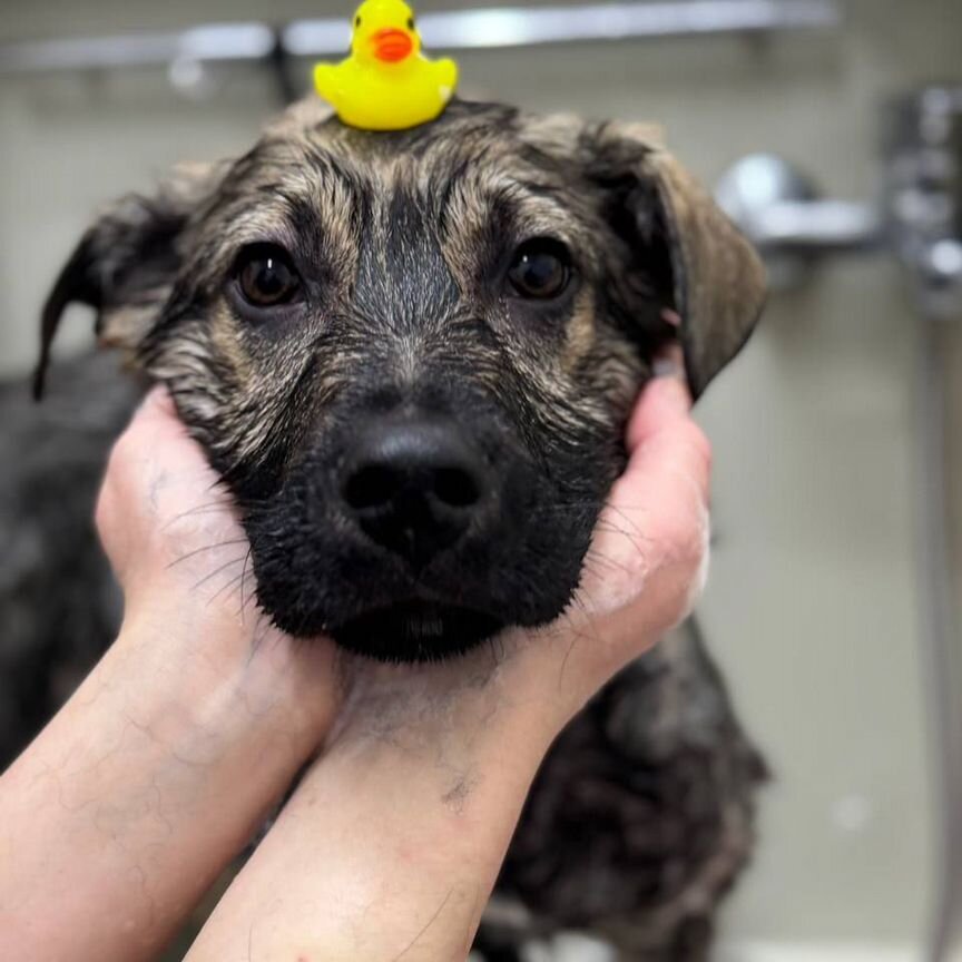 Щенок в добрые руки