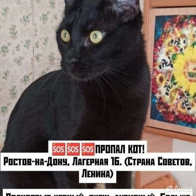 Кот потеряшка полностью черный Лагерная Ленина