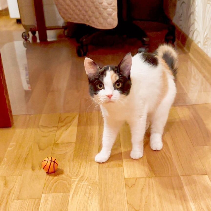 Котенок Марья в добрые руки
