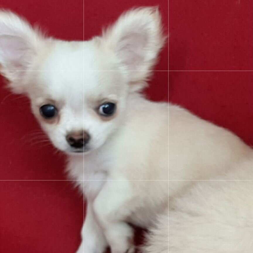 Чихуахуа,девочка