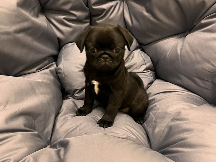 Мопс девочка 2,5 мес