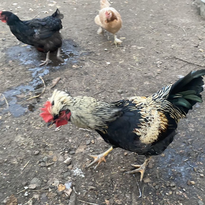 Куры петухи