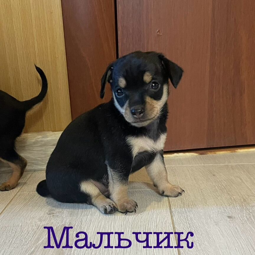 Той-терьер щенки