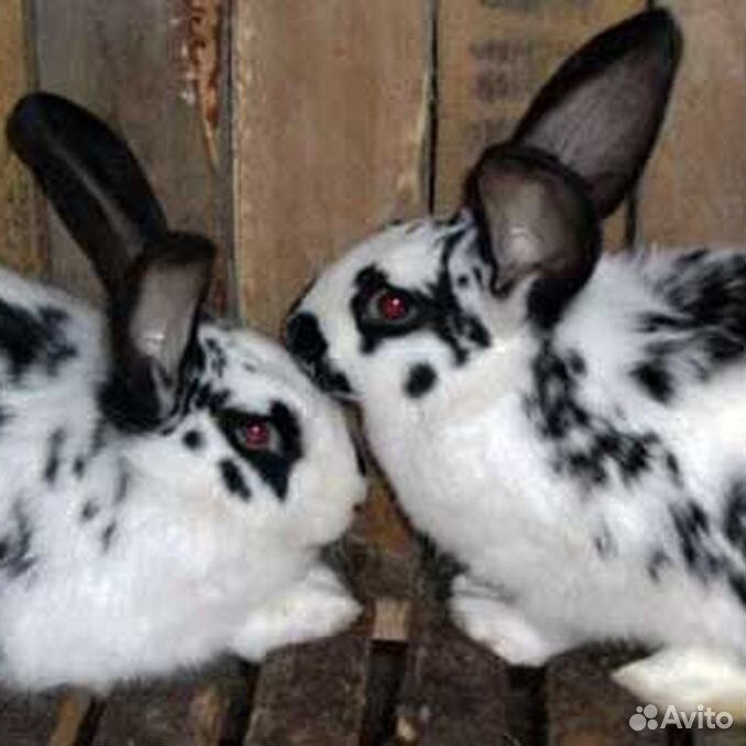 Кролики бабочка