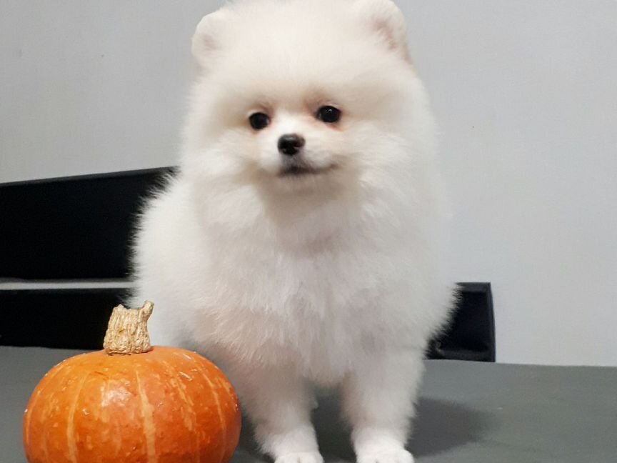 Девочка помераночки белая