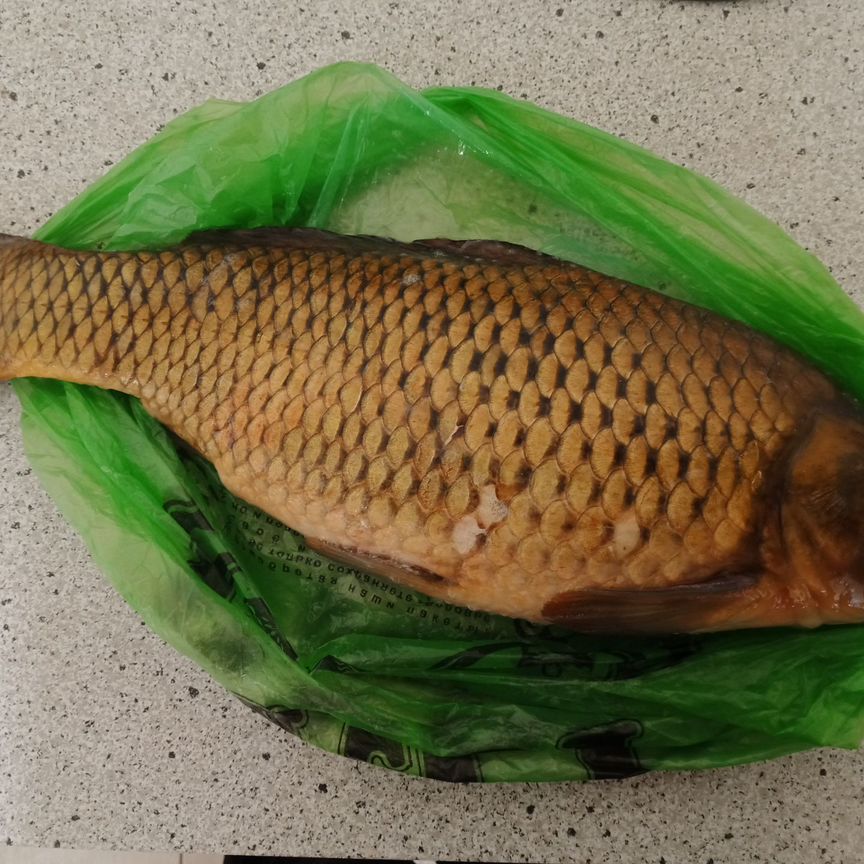 Сазан свежий