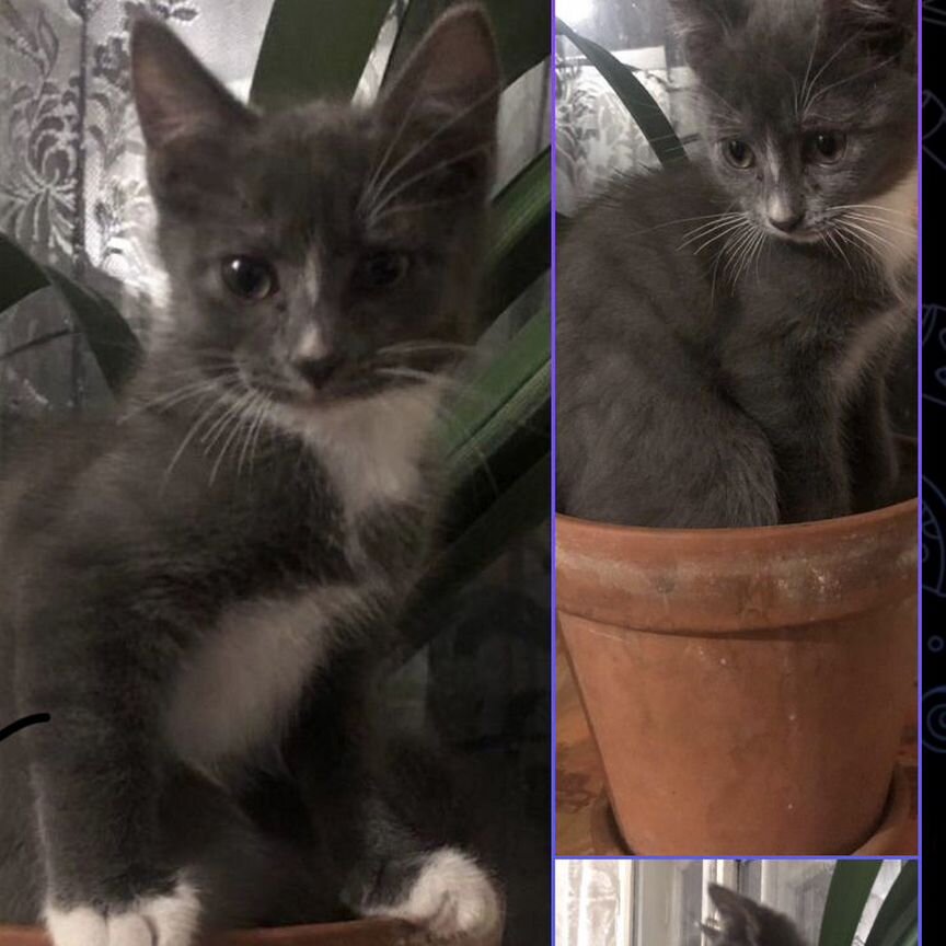 Сибирские серые котята