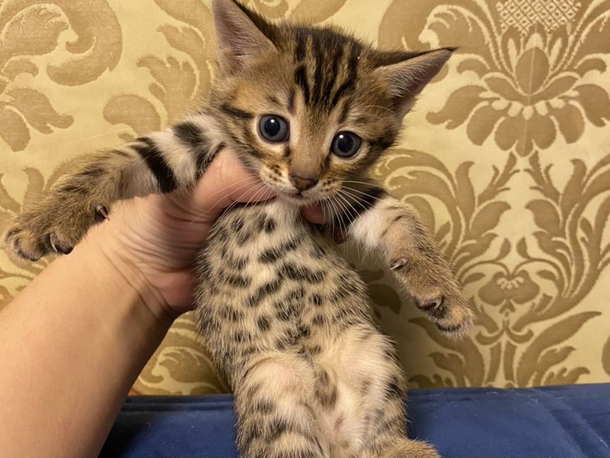 Бенгальские котята