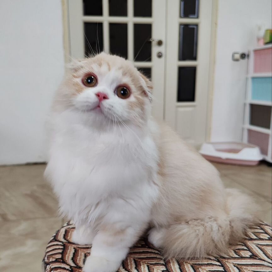 Хайленд фолд котёнок