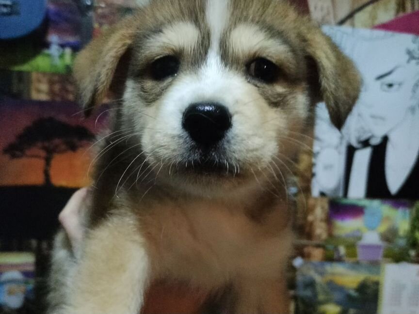 Щенок в добрые руки