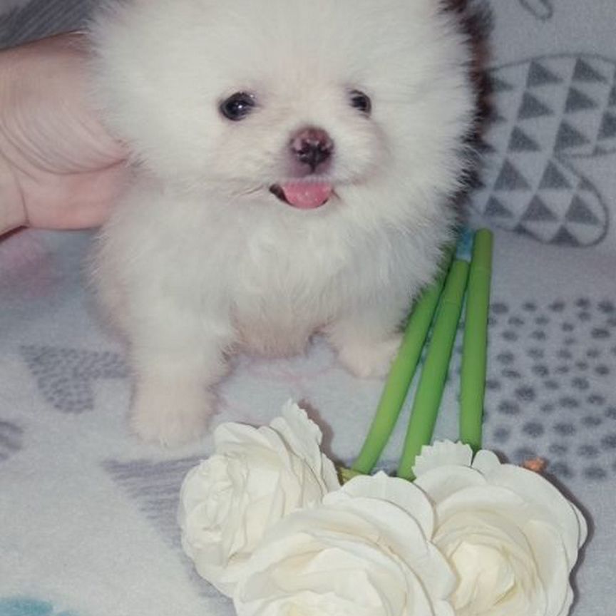 Крошка шпиц