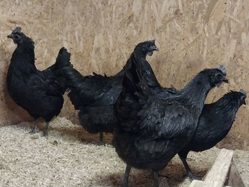 Куры ухейилюй