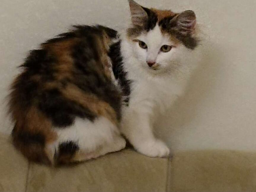Котенок