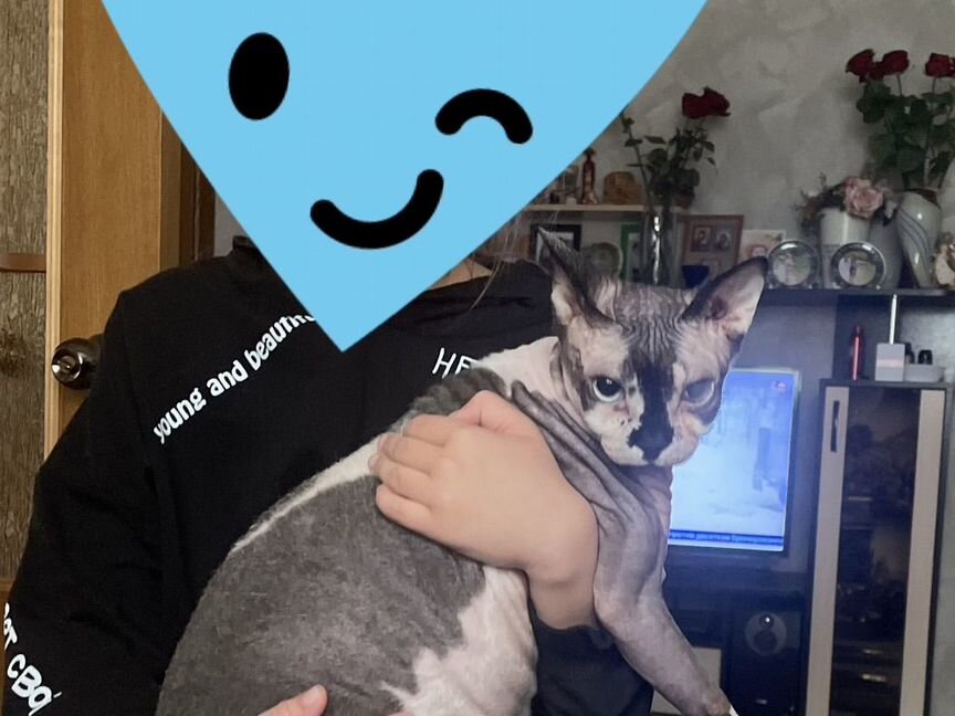 Пристраиваем кота Канадский сфинкс, 6 лет