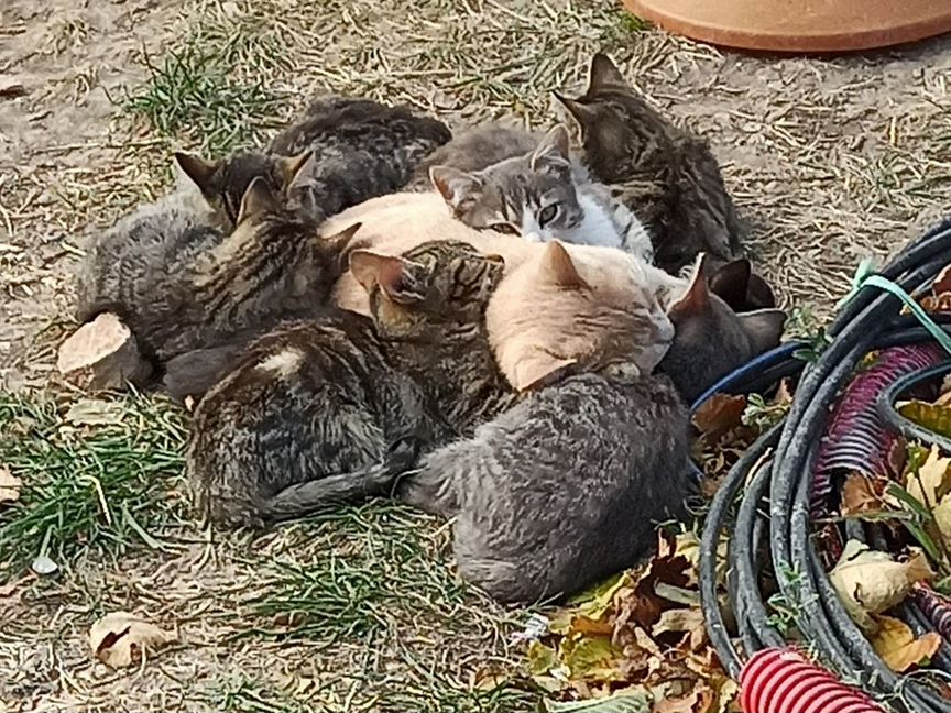 Кошки, Котики, Котятки (возраст,цвет разный)