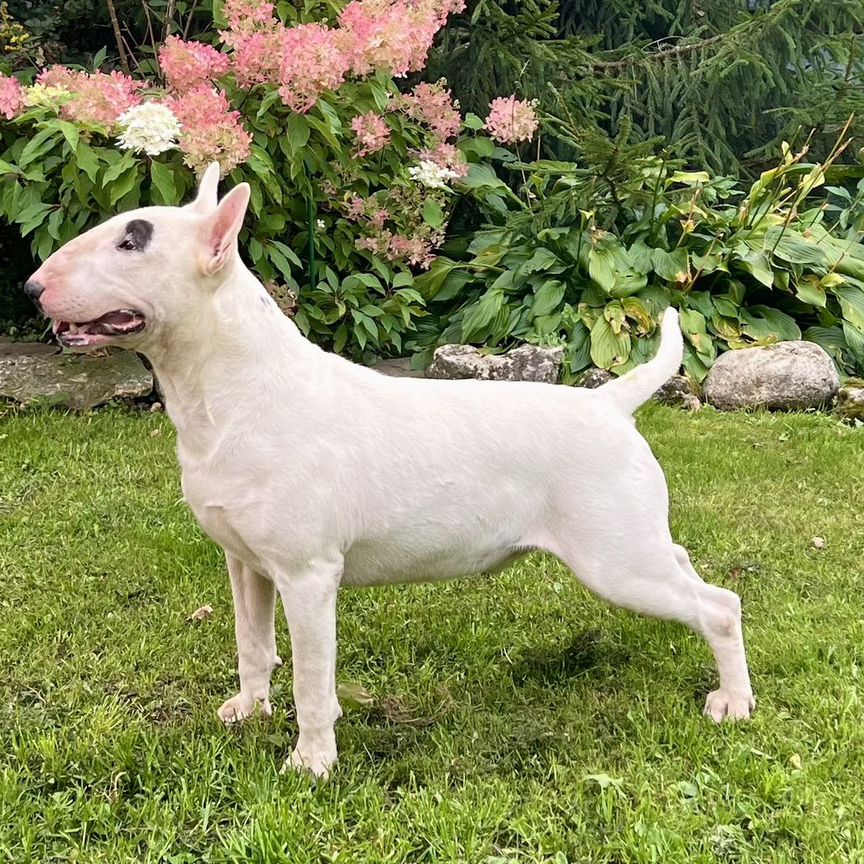 Бультерьер, щенок