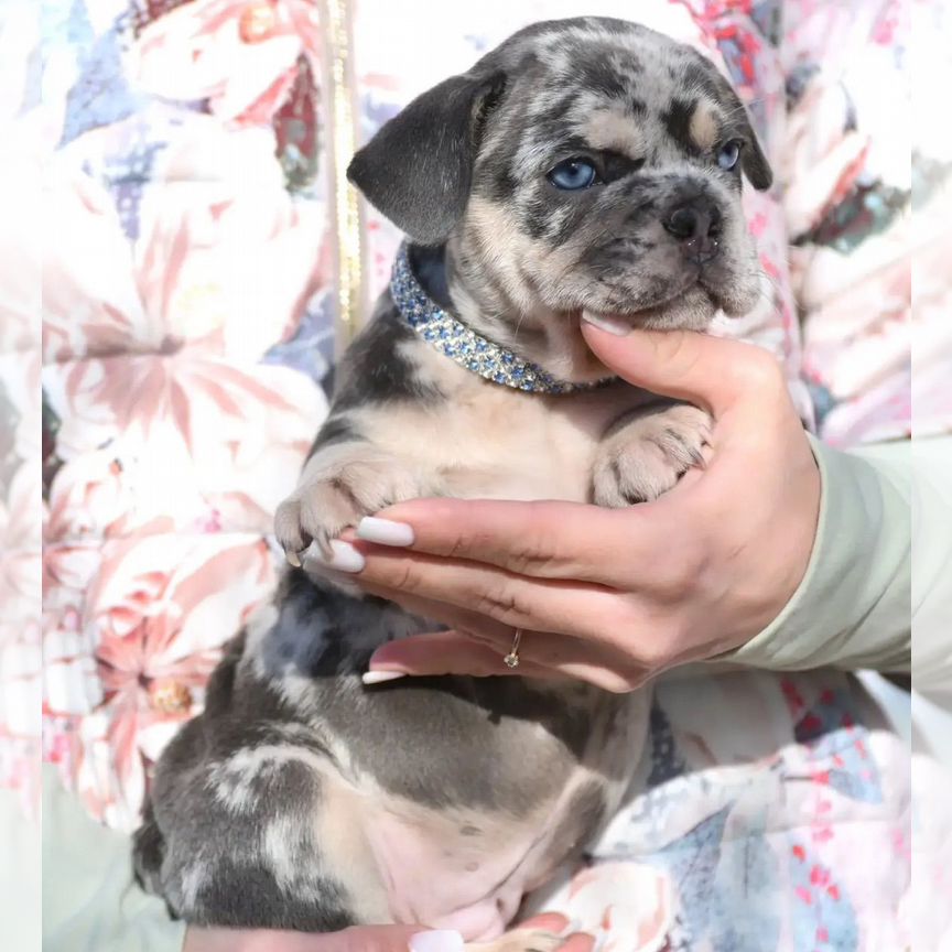 Французский бульдог, щенок