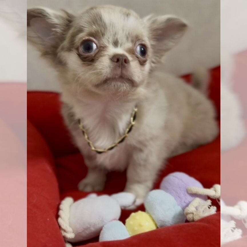 Чихуахуа, щенок