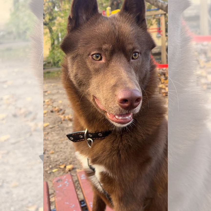 Кабель ищет суку для случки