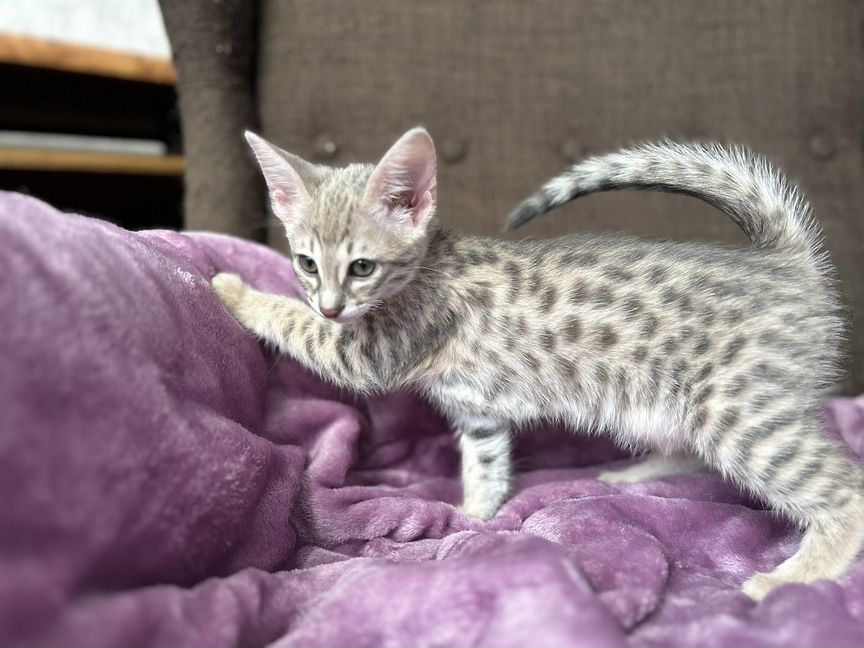 Котята саванна ф2, девочка