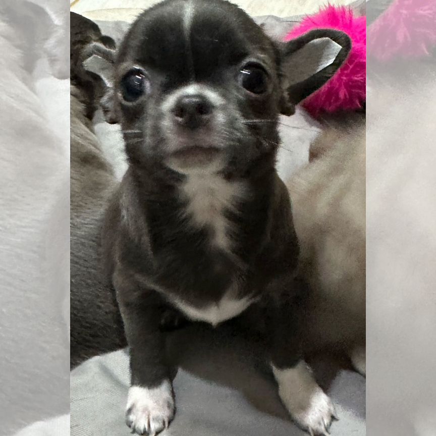 Голубая Чихуахуа мини девочка