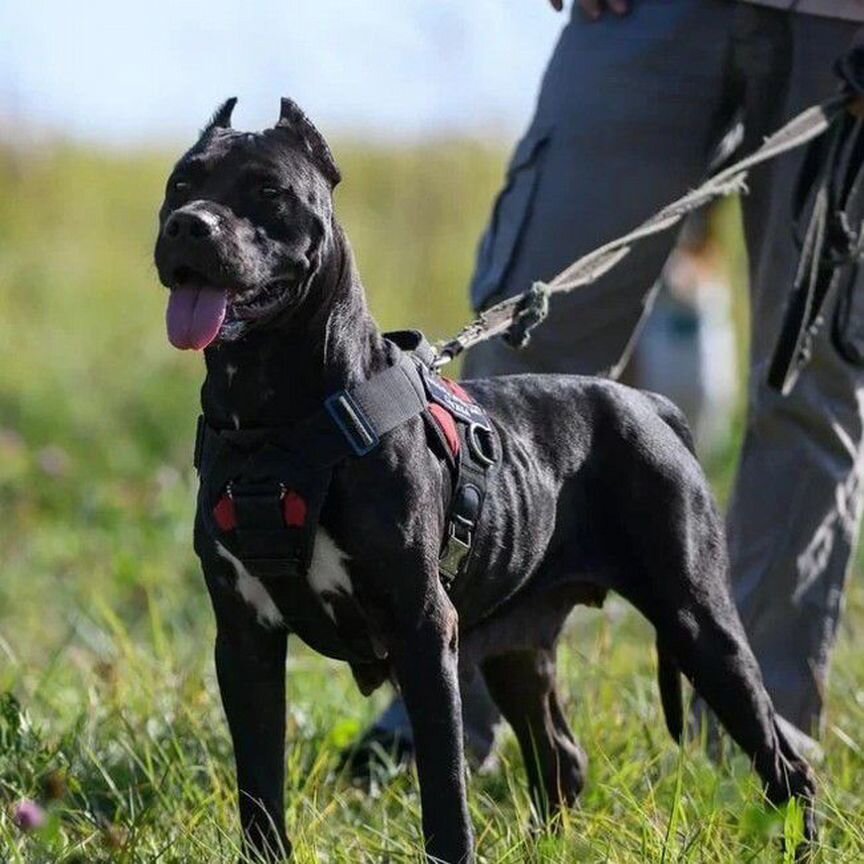 Щенки американского питбуля