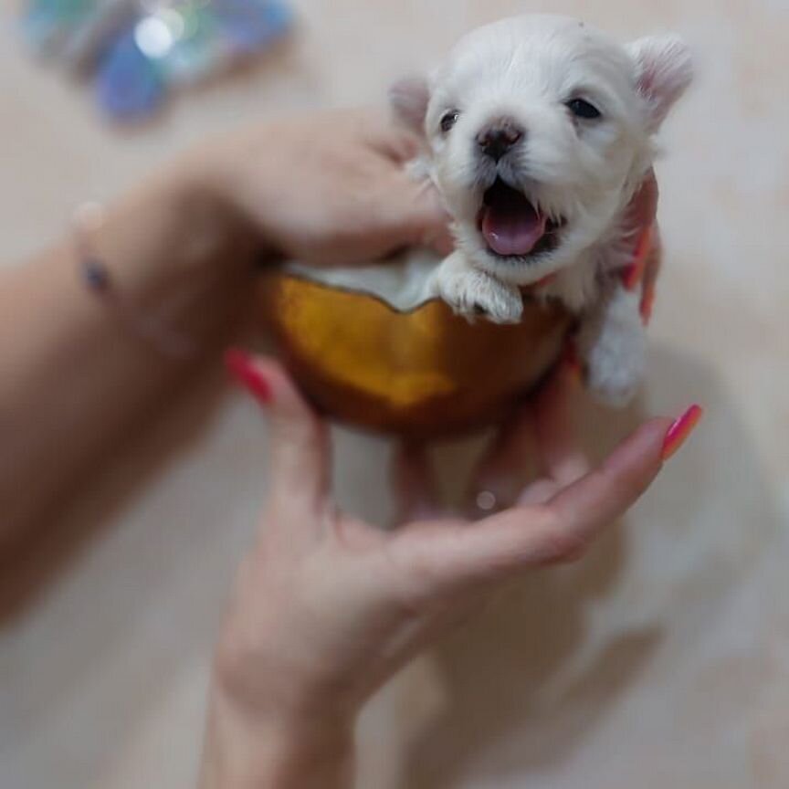 Мальтийская болонка девочка