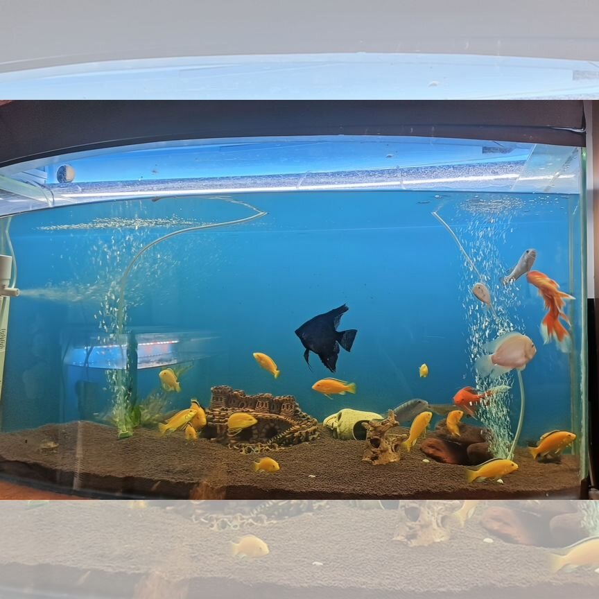 Аквариум с рыбками готовый