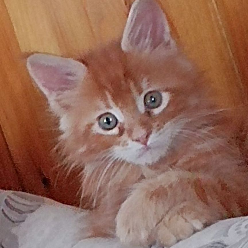 Мейн-кун котёнок