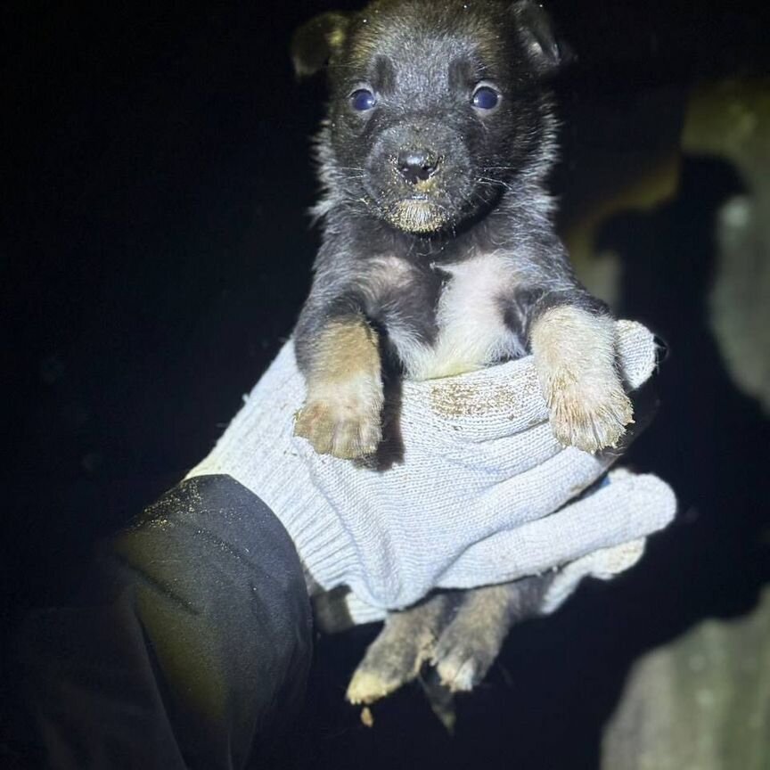 Малыши щеночки