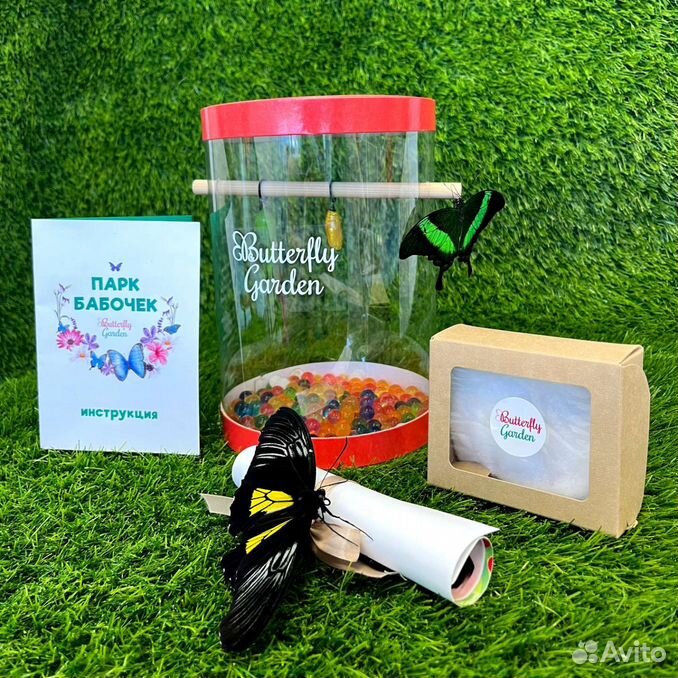 Домашняя ферма с куколками тропических бабочек