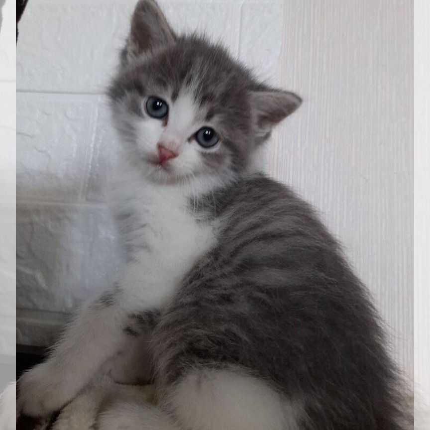 Котенок мальчик полтора месяца