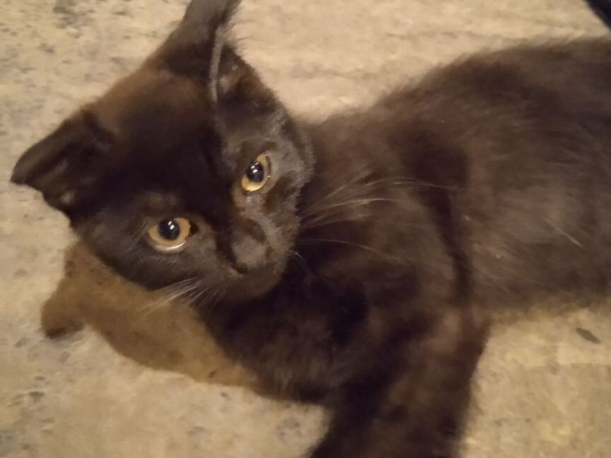 Кошки в добрые руки бесплатно