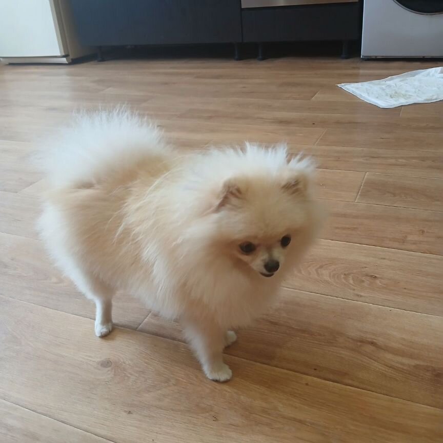 Померанский шпиц